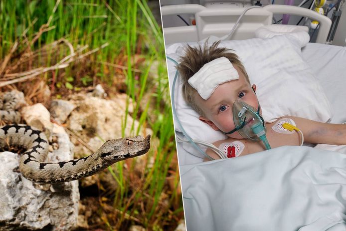 Na levensbedreigende slangenbeet in Kroatië bekomt Thibaut (6) nu in ...