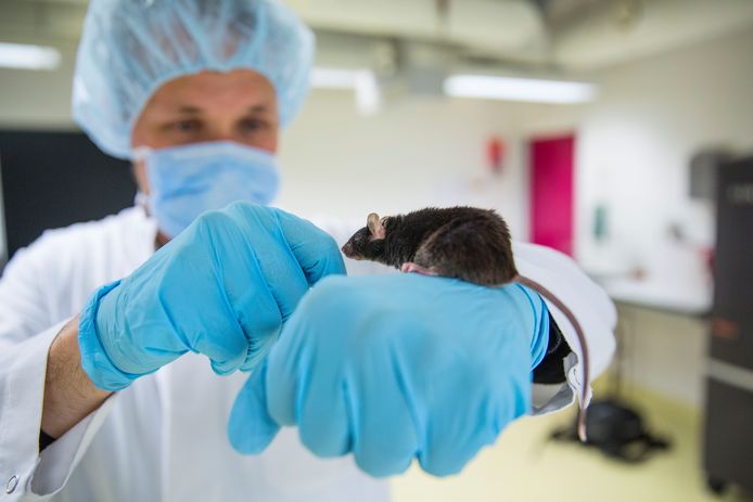 Studie: “Dierproeven zijn nog steeds van groot belang voor ...