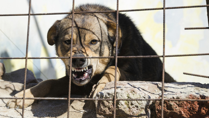 Vader en zoon filmen lachend dierenmishandeling | Nieuws | AD.nl