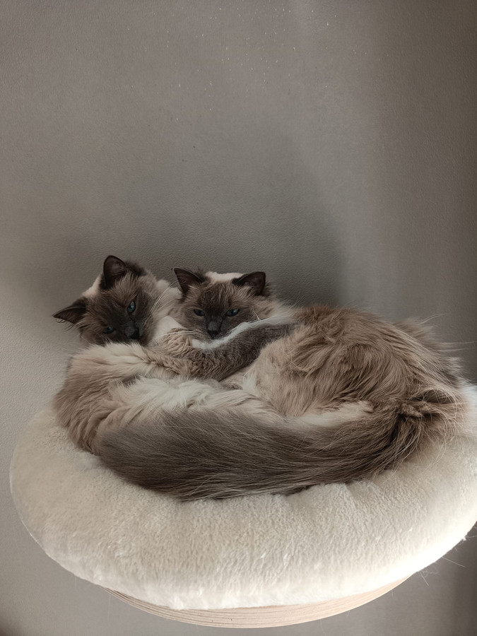 Dit zijn jullie inzendingen van de leukste katten op Wereldkattendag 2023 | Foto | destentor.nl