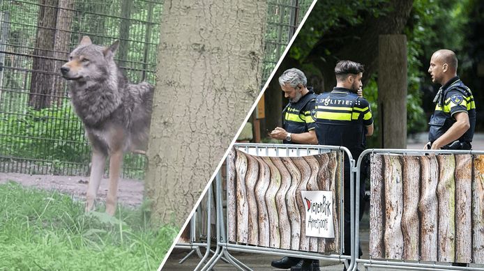 Het jaar van seances op Rusthof en ontsnapte wolven in DierenPark: dit ...