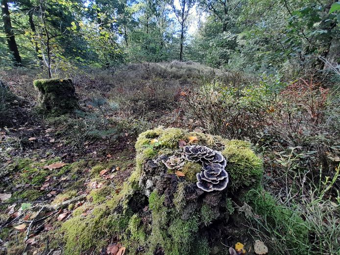 De grafheuvels van weleer zijn opgegaan in de natuur | Rhenen ...