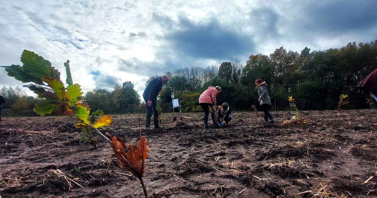 Stad Peer plant 2.000 boompjes op voormalige zandgroeve | Peer | hln.be