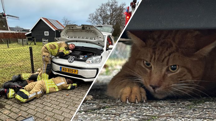 Kat komt vast te zitten in motorcompartiment van auto in Vriezenveen ...
