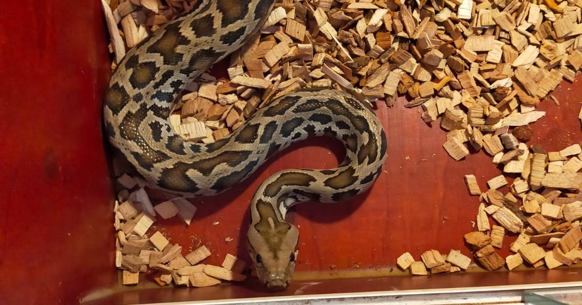 Van wie is deze wurgslang? Tijgerpython van 1,20 meter duikt op naast ...