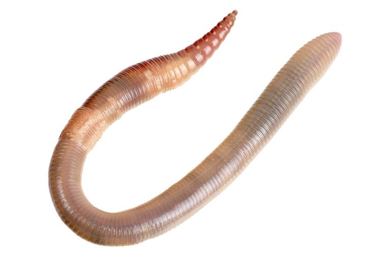 ‘Er komt een worm uit zijn pik, die kruipt in het ei’ | De Volkskrant