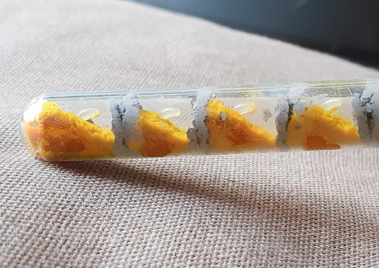 Insectenbestuivers hebben ‘B&B’ nodig en zo kun je helpen | Foto ...