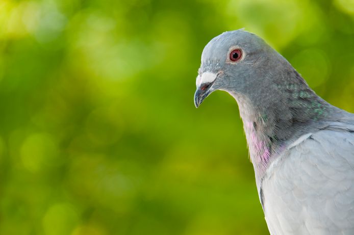 De duif is een van de weinige vogels die ze nog kan horen | Columns ...
