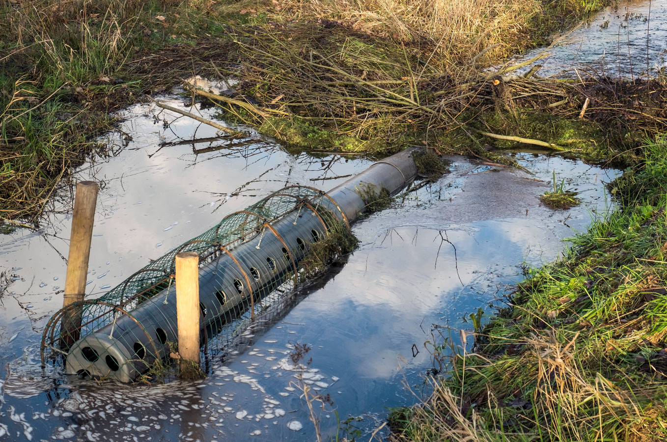 De ‘beaver deceiver’ fopt de bever, maar is goed voor bever en mens ...
