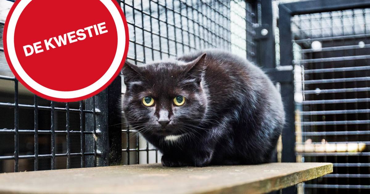 Een kleine beurs? Dan ook geen huisdier? ‘Ik ga mijn bejaarde kat voor ...