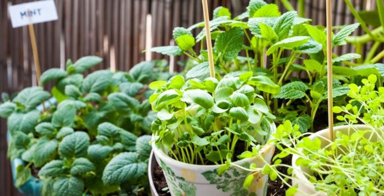 De 7 gemakkelijkste kruiden voor het starten van je eigen kruidentuin