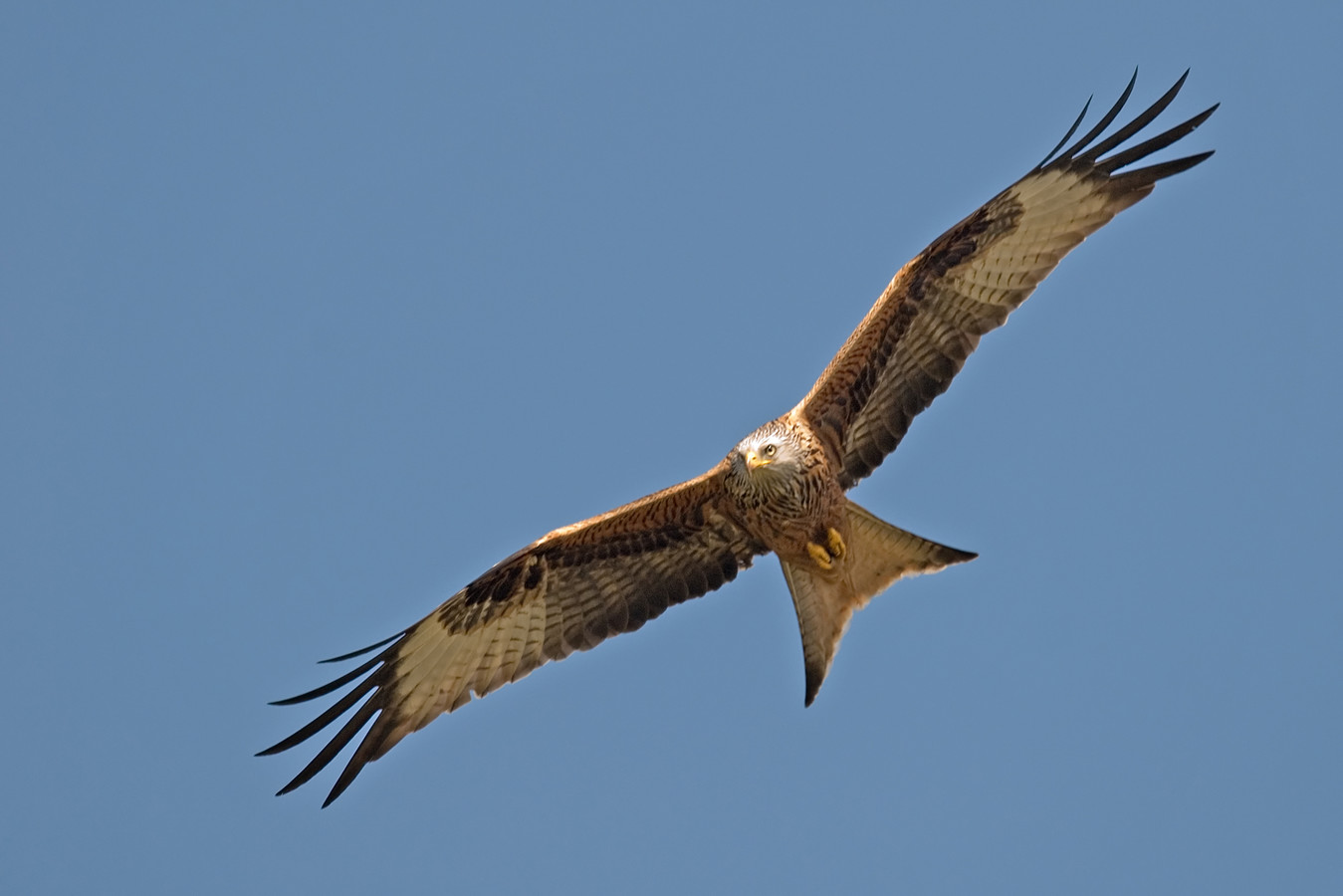 Zeldzaam roofvogelnest van rode wouw: bijzonder voor de boerin, maar ...