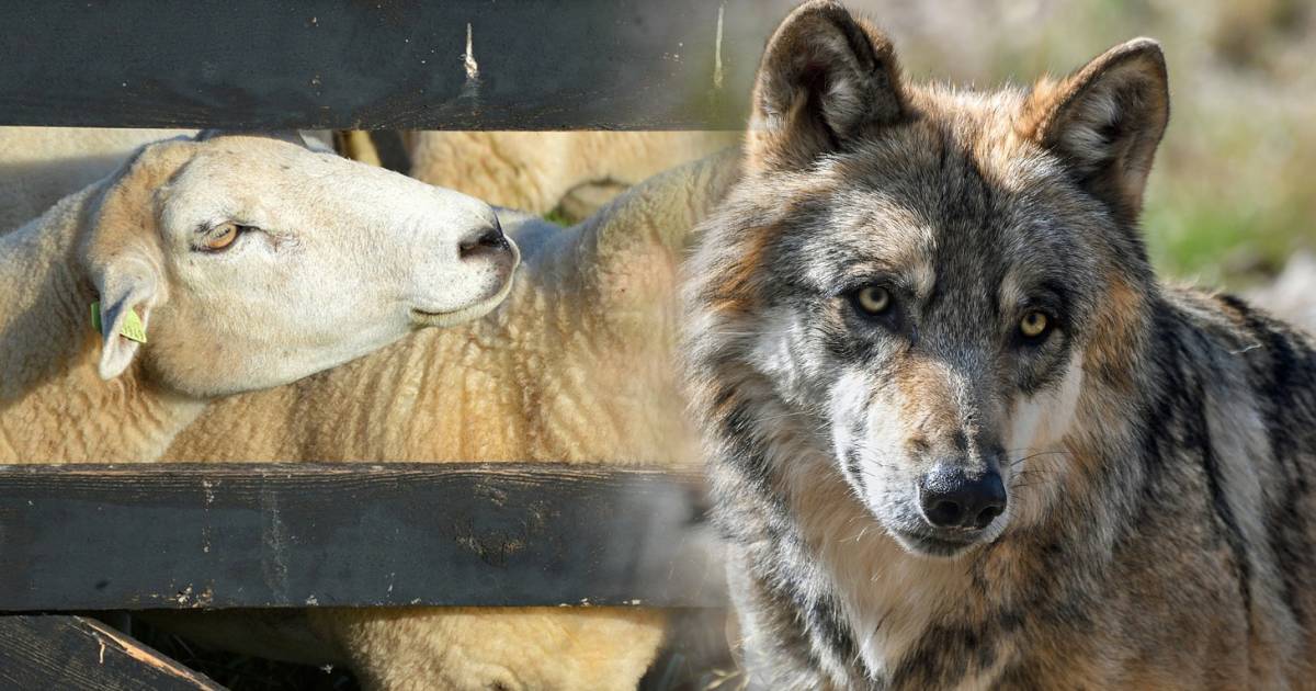 Niet alle dode Vlaamse schapen waren slachtoffer van wolf Naya ...