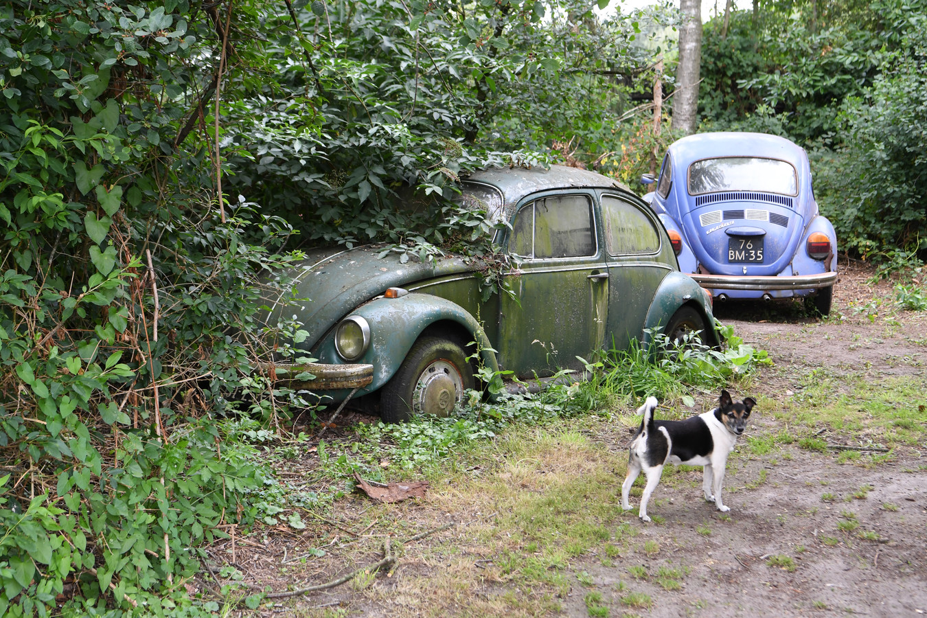 Frans en Roos Voesenek genieten elke dag van hun moestuin: ‘We eten ...