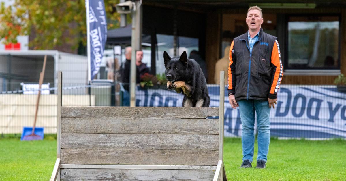 Duitse herdersdag: wie heeft er de meeste lol, hond of het baasje ...