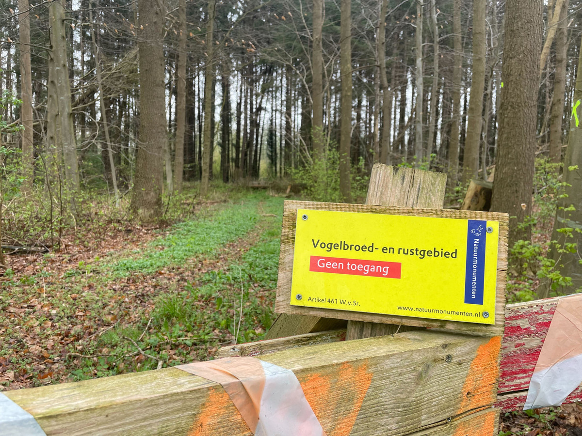 Nergens in Nederland broeden zoveel zeearenden als rond het Zwarte Meer ...