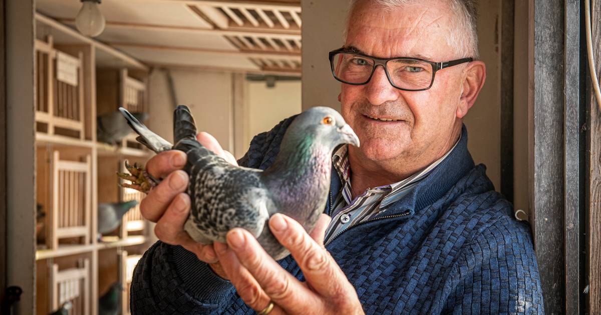 Duivenmelkers kunnen sport weer beoefenen: “Lossen mag tot 25 kilometer ...