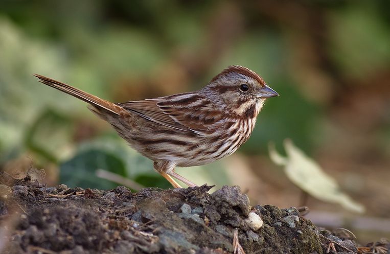 Waarom een zanggors in ons land zoveel kijklustigen trekt: ‘We zouden ...