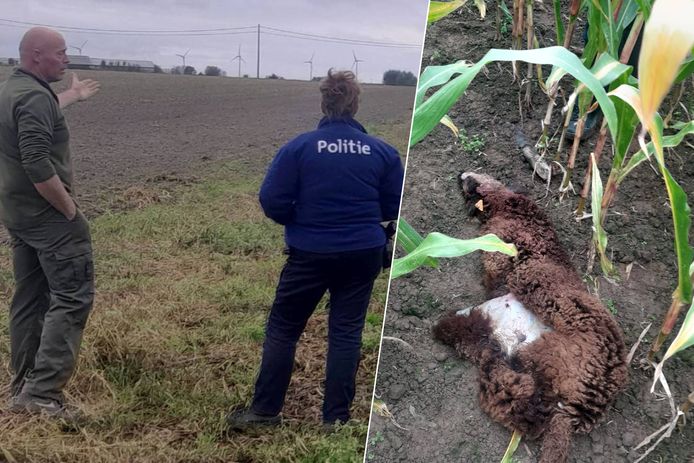 Dieven slachten schapen en laten afval achter: “Maar als ze het vlees ...