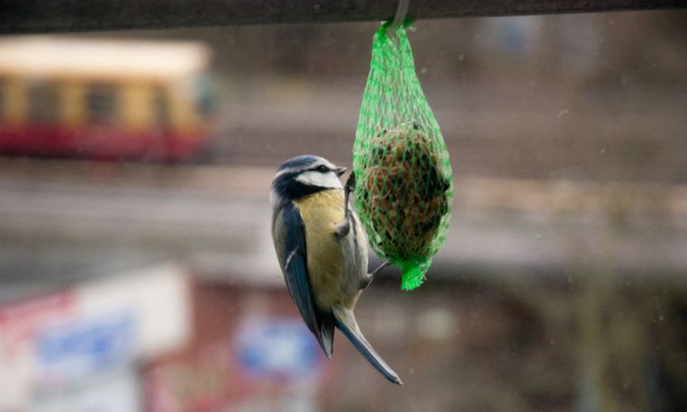 Waarom je vetbollen voor vogels beter niet in het netje kunt laten