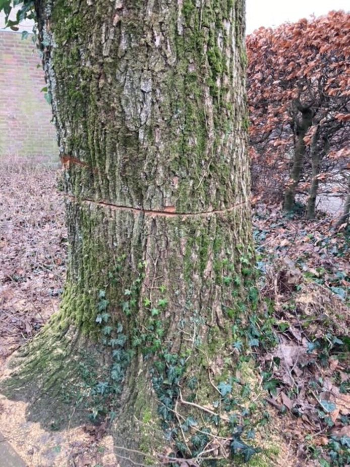 Onbekenden takelen monumentale boom Hooge Mierde toe met kettingzaag ...