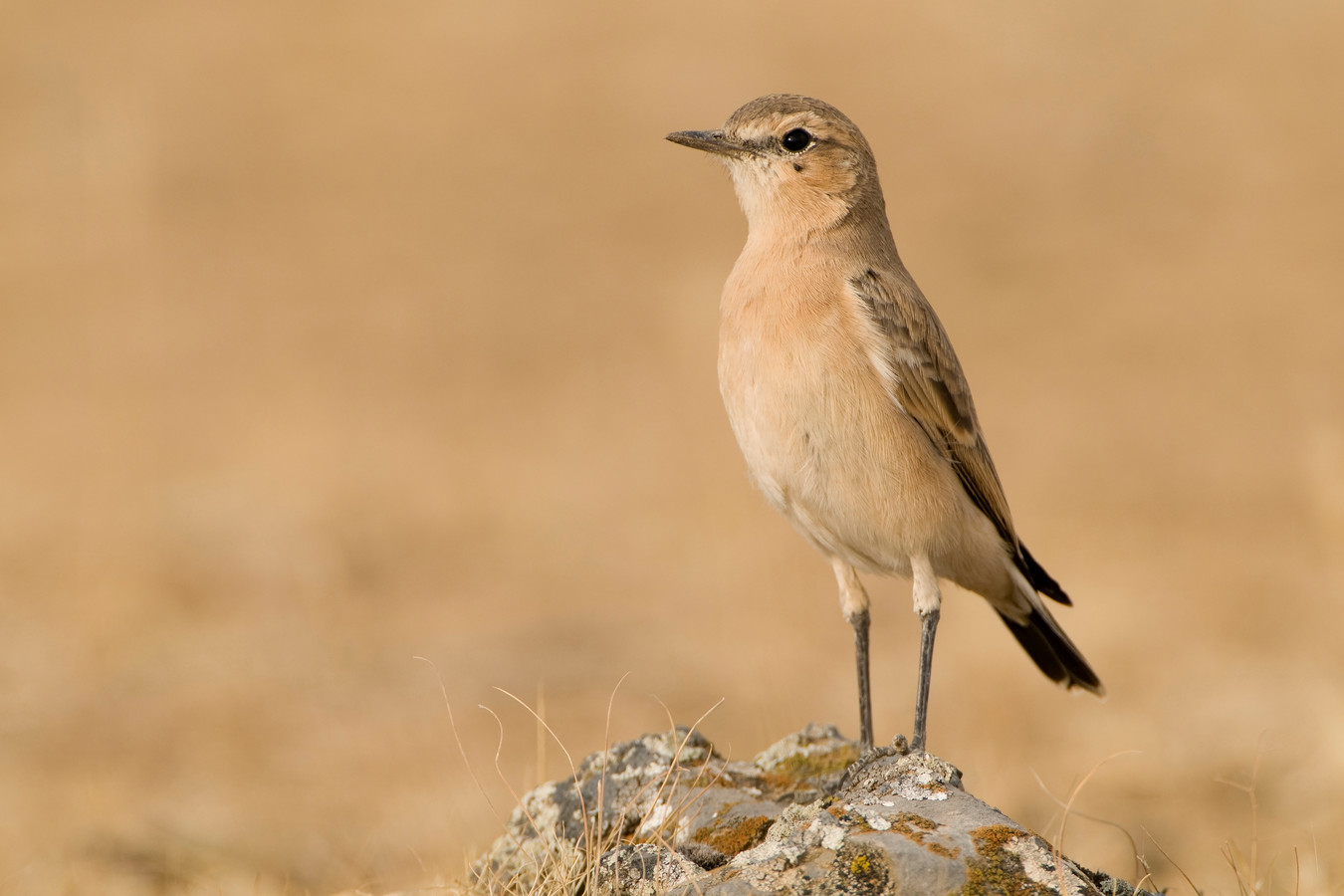 Zeldzame zangvogels aan onze kust: kwestie van klimaat of meer en ...