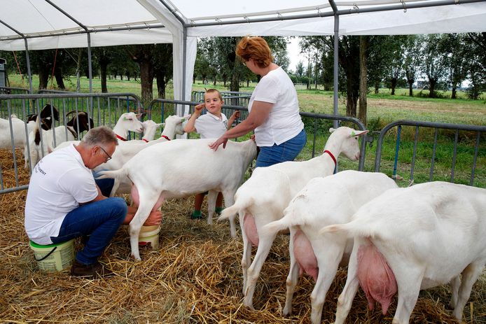 70 geiten op de keuring en Suzanne 99 verslaat ze allemaal ...