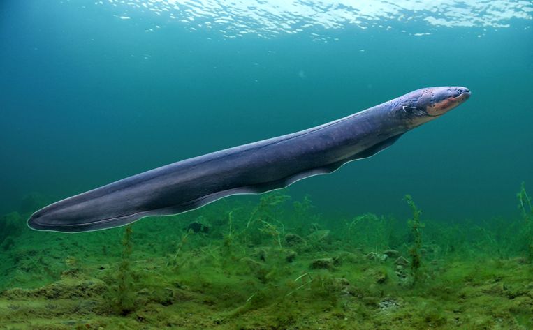 Wereldrecord: sidderaal produceert schok van 860 volt | De Morgen