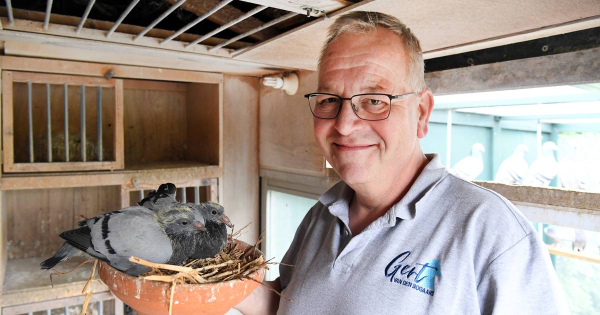 ‘De ruimte voor mijn duiven gaf de doorslag’ | Gilze en Rijen | bndestem.nl