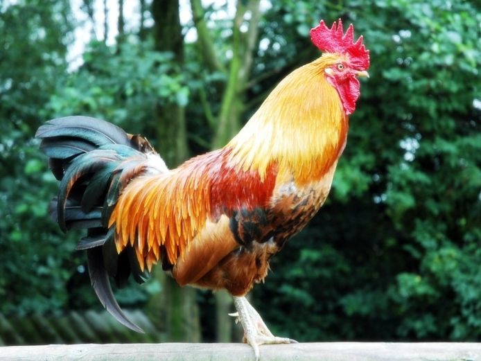 Haan niet verboden in kom van Haalderen | Betuwe | gelderlander.nl