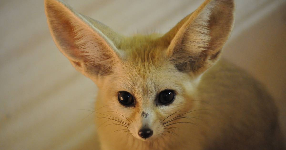 Woestijnvos nieuw in dierenpark Wissel | Epe | destentor.nl