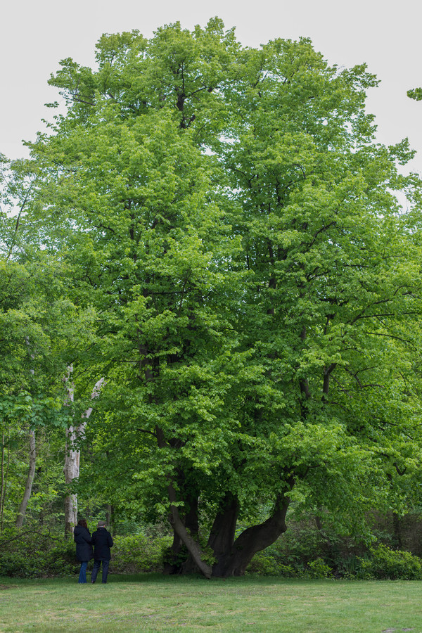 'Deze boom verdient een veteranenstatus' | Foto | AD.nl