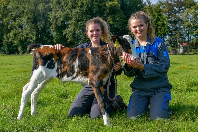 Dit kalfje van Magreet en Diane ziet er anders uit dan anders: ‘Heel ...