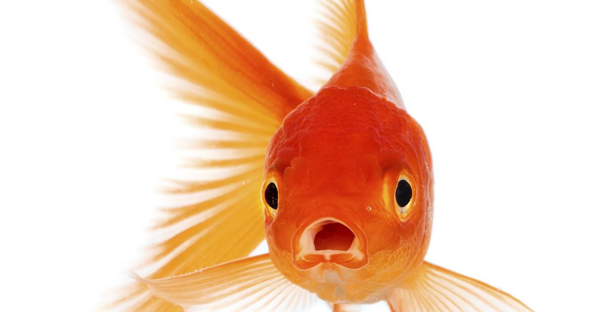 Goudvis in blender is geen goede grap van Mediamarkt | Binnenland | AD.nl