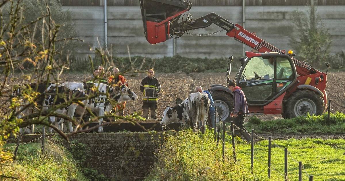 Koe in gracht en hond in kanaal: de brandweer schiet te hulp | Ledegem | hln.be