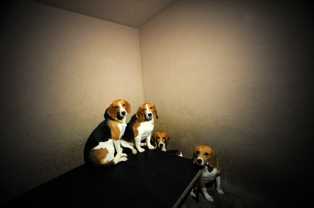 Dierproeven worden dodelijker, steeds meer honden en katten ingezet ...