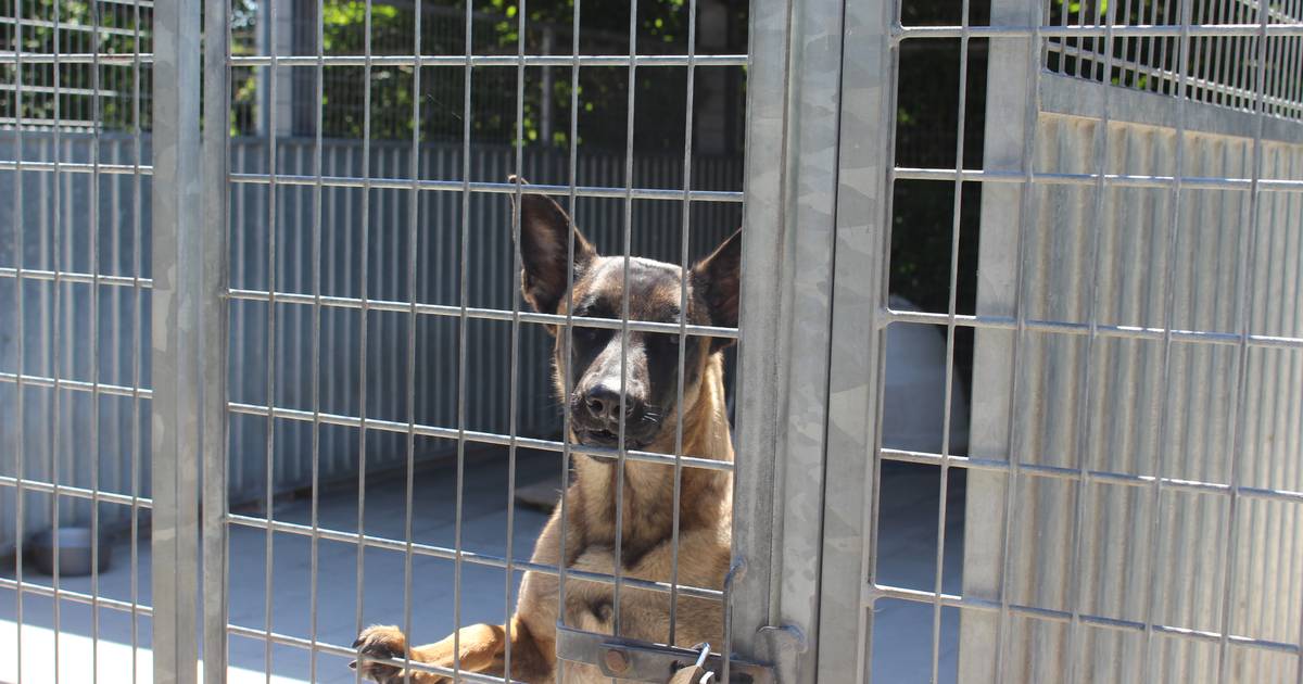 Knokke-Heist investeert 2,5 miljoen in nieuw dierenasiel en ‘modernste ... Knokke-Heist investeert 2,5 miljoen in nieuw dierenasiel en ‘modernste ...