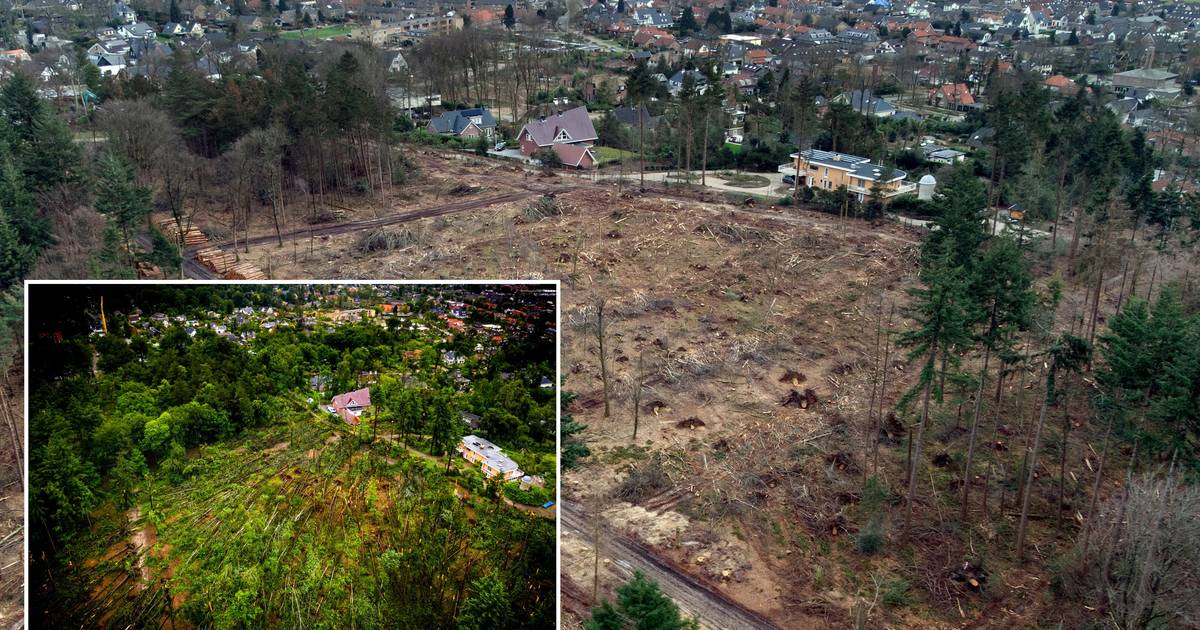 Acht maanden na vernietigende valwind in Leersum: herstel is begonnen ...