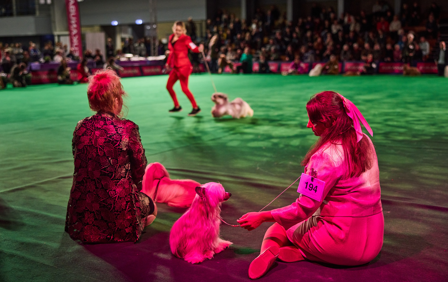 De hondenverkiezing: zielig, of een feest voor mens en dier? ‘Mijn ...