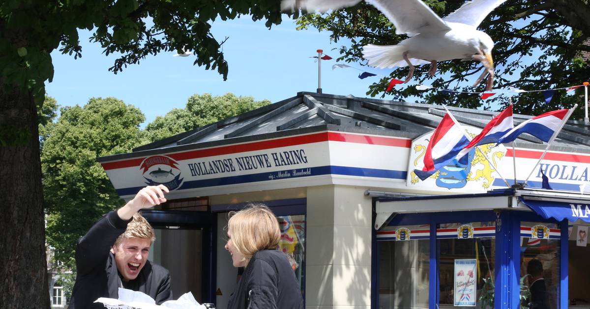 Meeuwen horen bij deze stad: 'Leef met de meeuw, niet tegen de meeuw ...