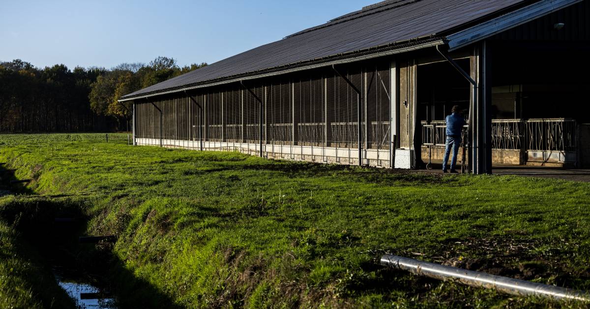 Geld voor stikstofmaatregelen boeren in het noorden: ‘Wie het eerst komt, het eerst maalt ...