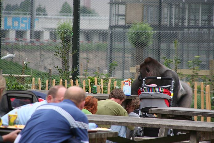 Lichaam wereldberoemde gorilla Bokito uit Rotterdam naar KU Leuven ...