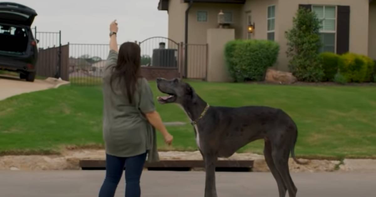 Deense dog Zeus is met zijn 1,04 meter de grootste hond ter wereld ...