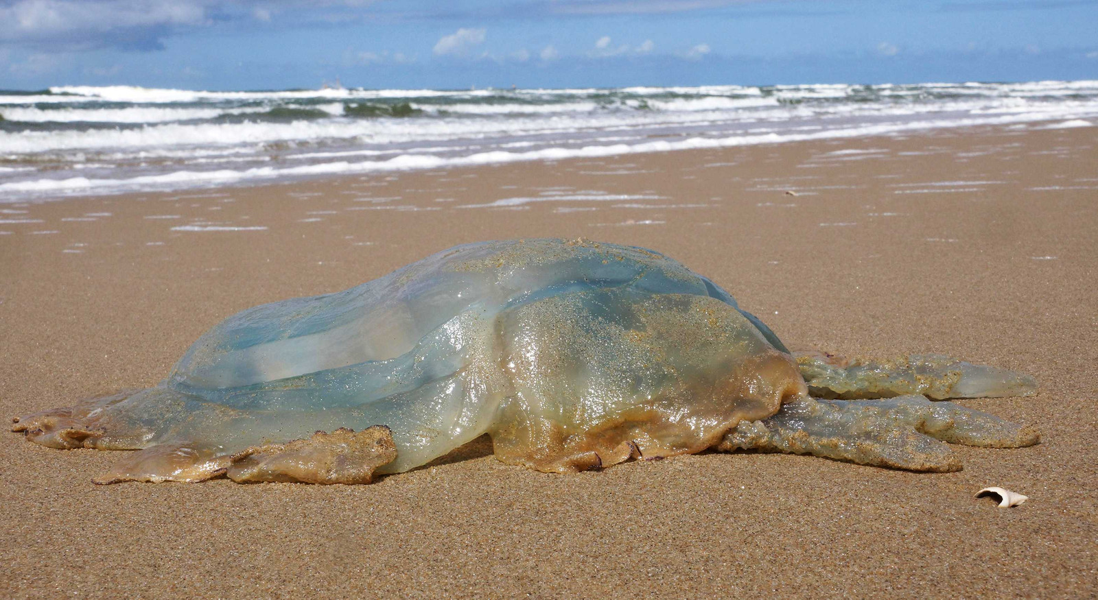Grote hoeveelheid kwallen aangespoeld op strand Zandvoort | Foto | AD.nl