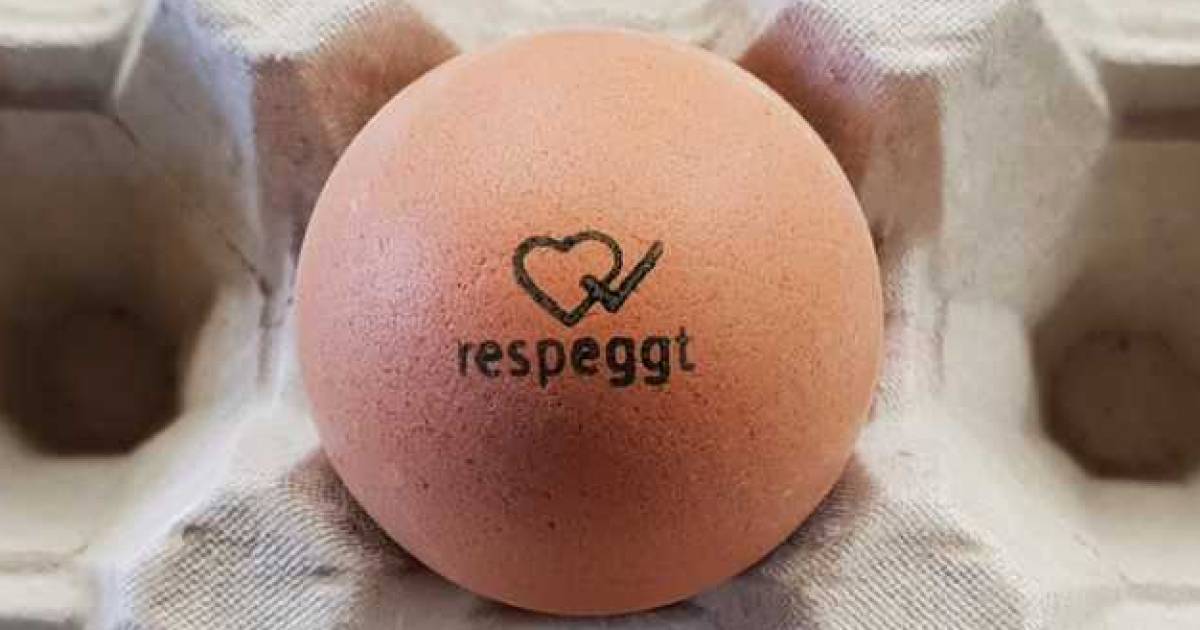 Diervriendelijker ei wint wereldwijd terrein: geen eendagshaantjes meer ...