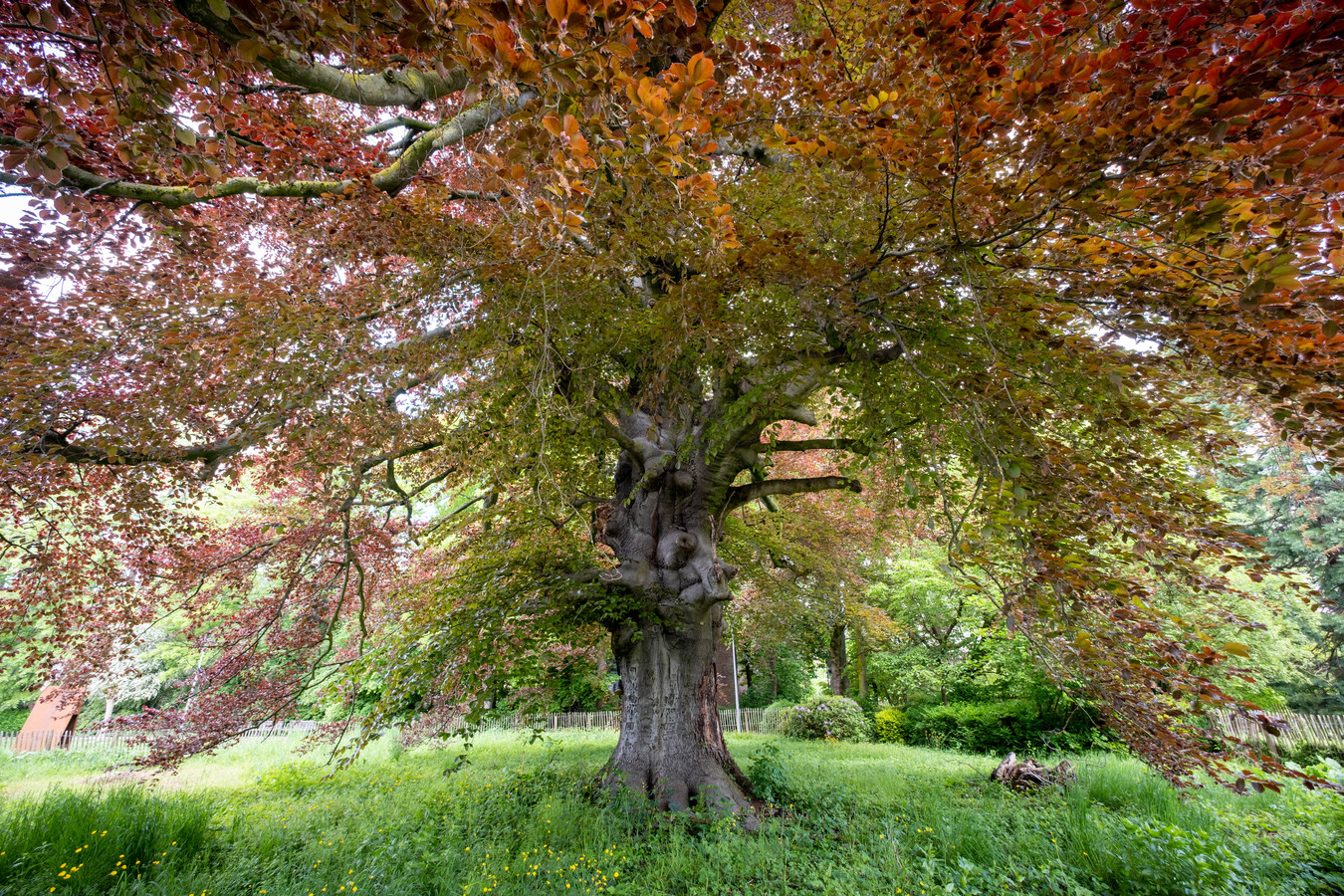Stad zet zaag in monumentale rode beuk van Kruidtuin: “Maken hem 30 à ...