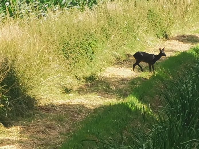 Zeldzame zwarte ree gespot in buitengebied van Zutphen | Zutphen | AD.nl
