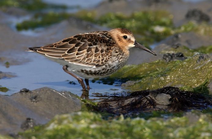 Heerlijk pootjebaden! Steltlopers genieten van lage waterstanden ...