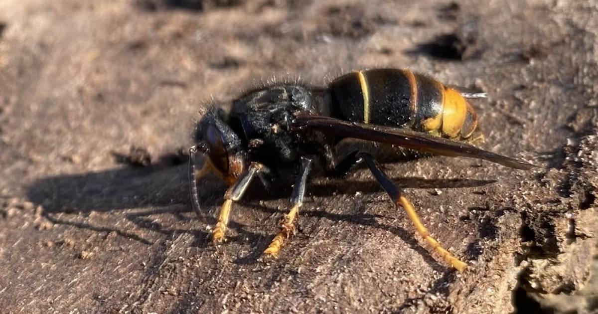 Eerste Aziatische hoornaars van dit jaar waargenomen in Zeeland | Goes ...