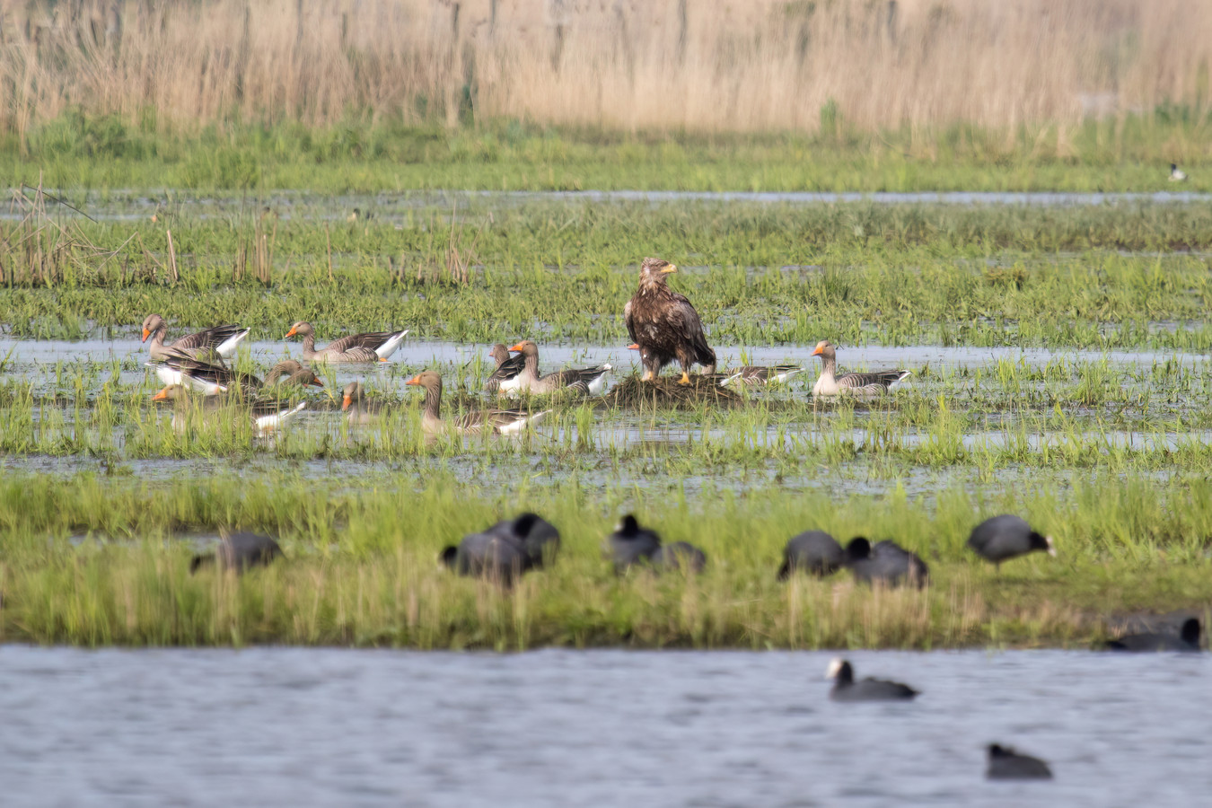 Grootste roofvogels van Europa daten in Diksmuide: “Het zijn grote ...